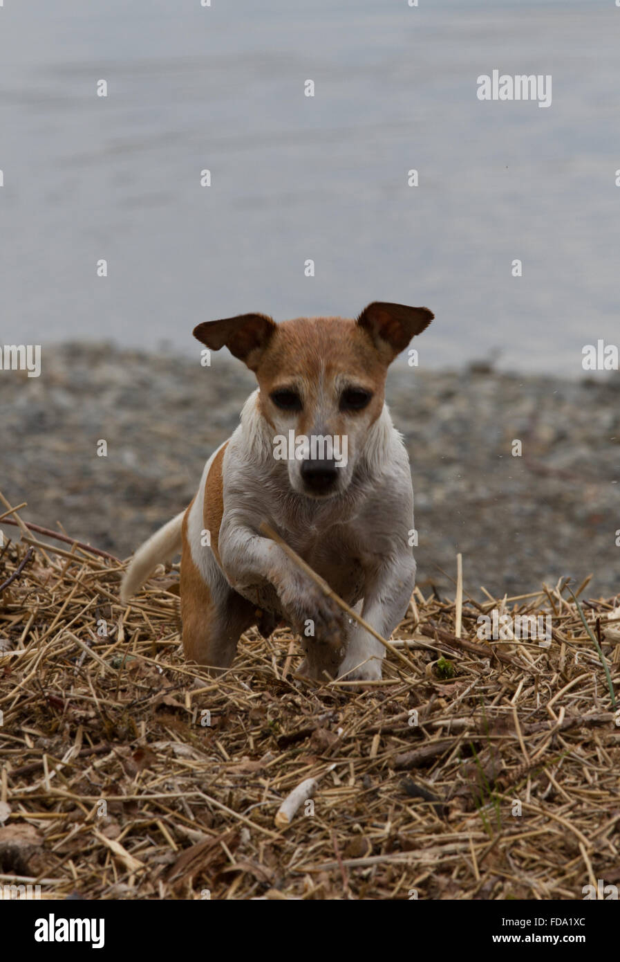 Pip, the Jack Russell enjoying the shore of Bala Lake Stock Photo - Alamy