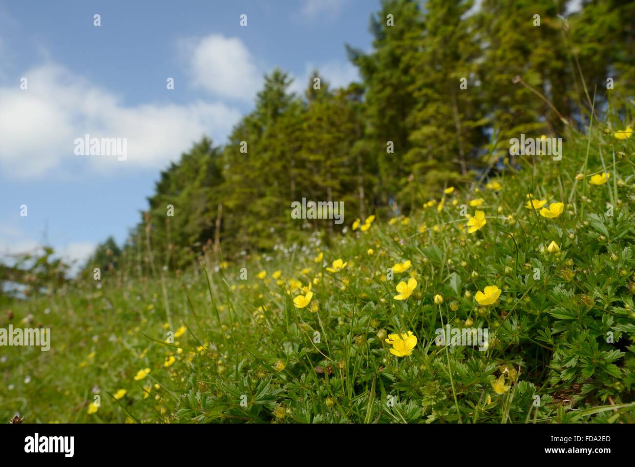 Tormentil (Potentilla erecta) flower carpet, Davidstow Woods, Cornwall ...