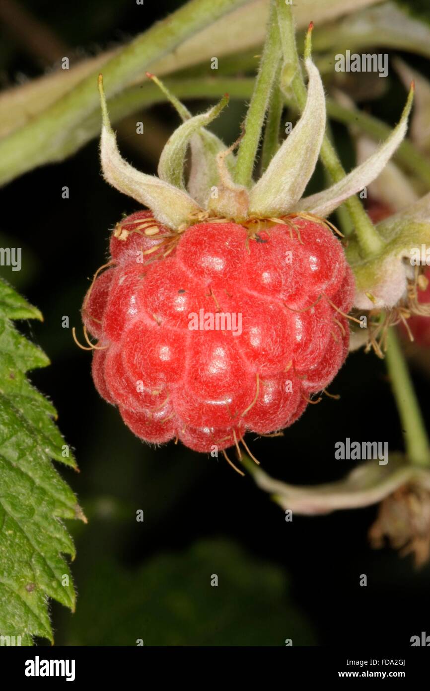 Ripe wild raspberry fruit. The raspberry (Rubus idaeus) is a shrub. The ...