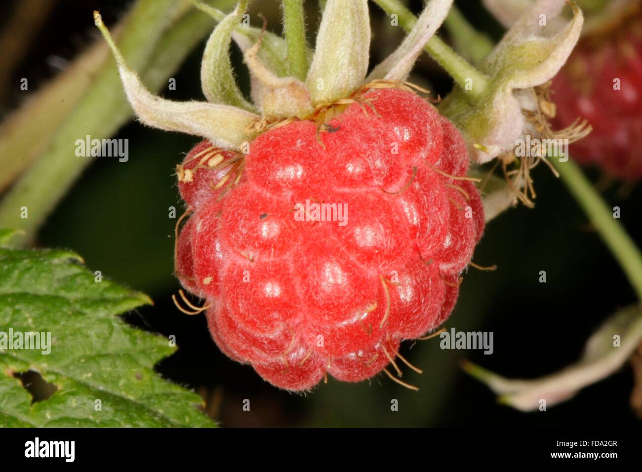 Ripe wild raspberry fruit. The raspberry (Rubus idaeus) is a shrub. The ...