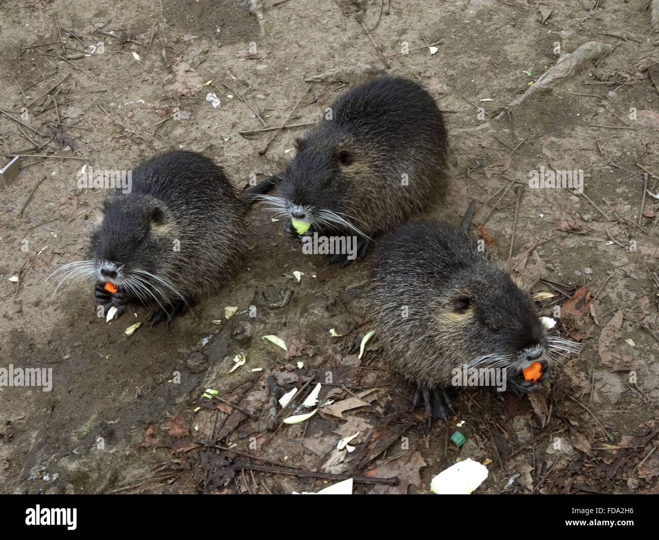 The Beaver Rats Triplets are feasting Photo 20.1.2016 lat. Myocastor ...