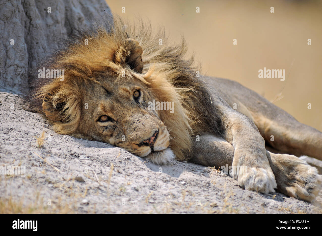 Beautiful male lion (panthera leo) resting of foot of termit hill in ...