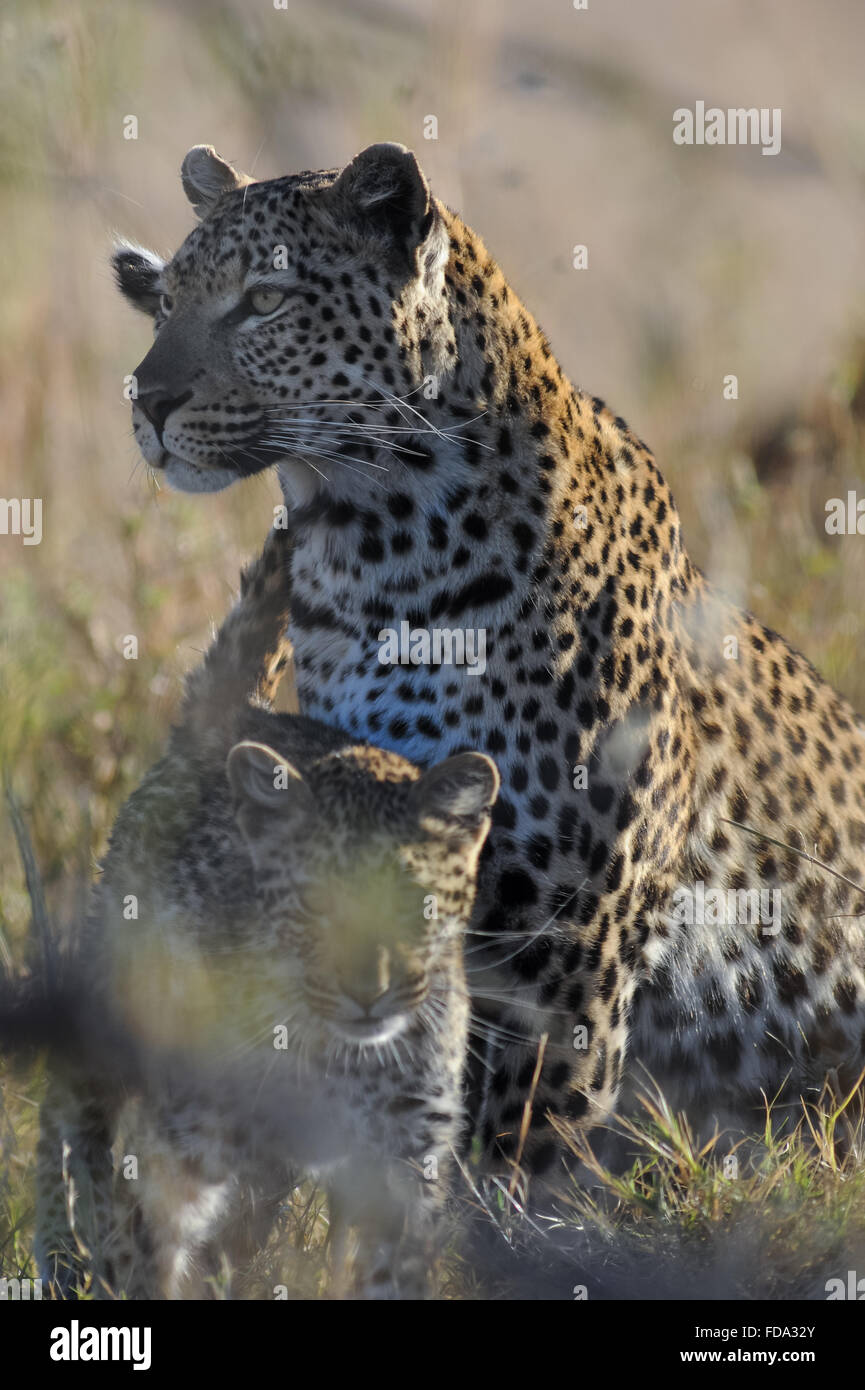Leopard (panthera pardus)mother with small cub in Moremi National Park ...