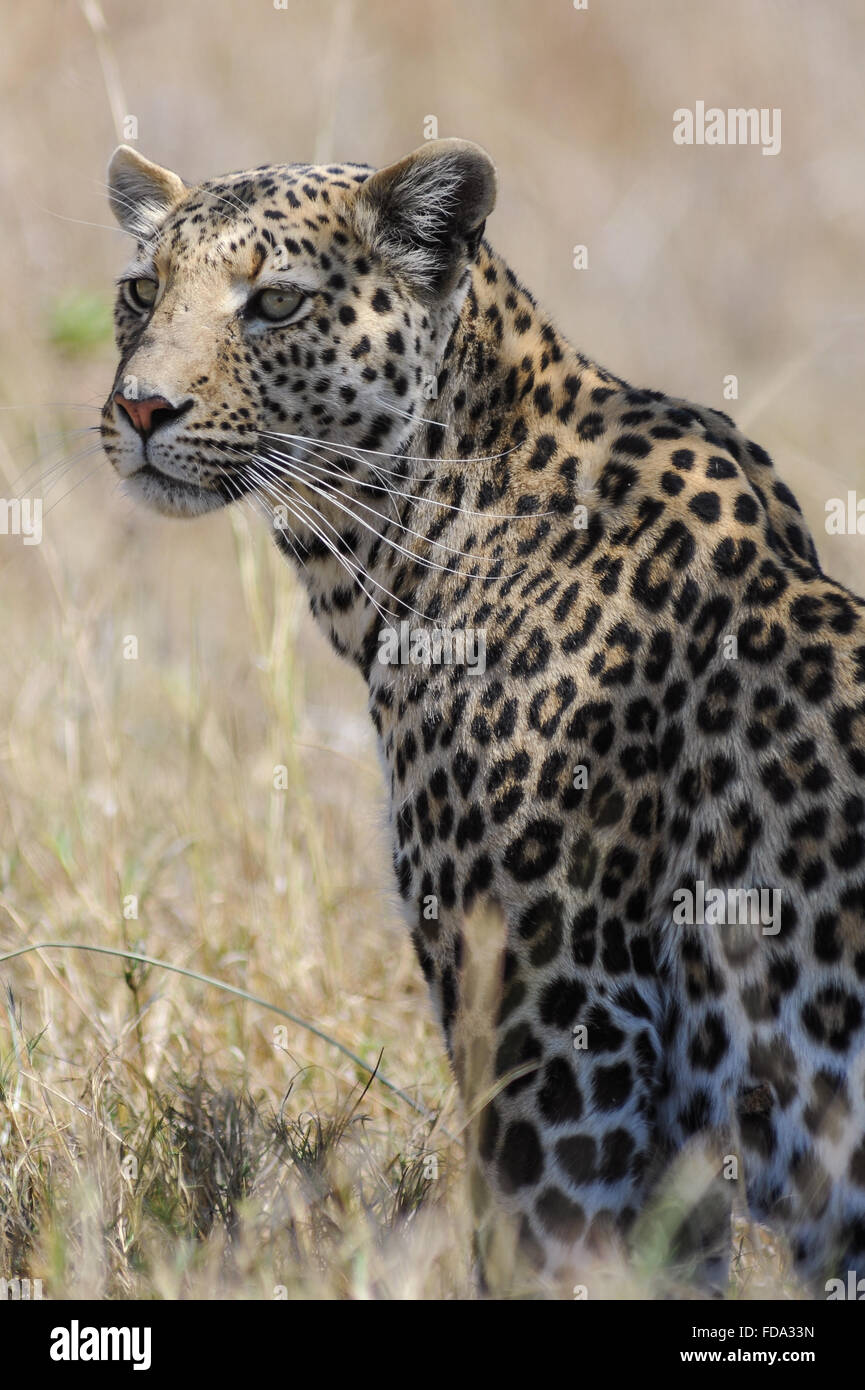 Female leopard (panthera pardus) in beautiful light in Moremi NP (Khwai ...
