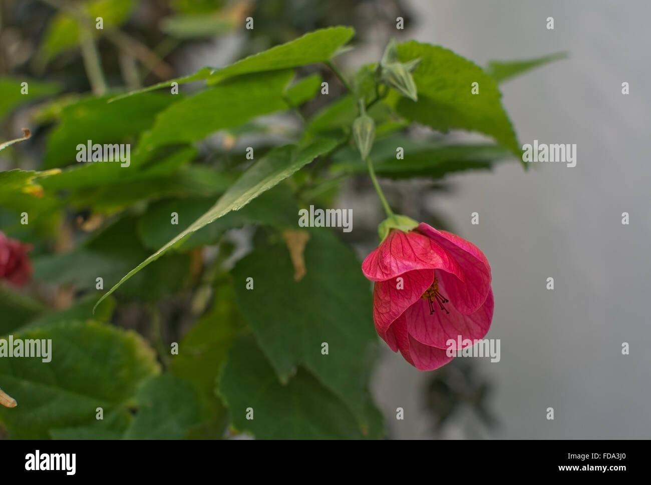 Red malva flower Malvacaeae closeup and green leaves Stock Photo - Alamy
