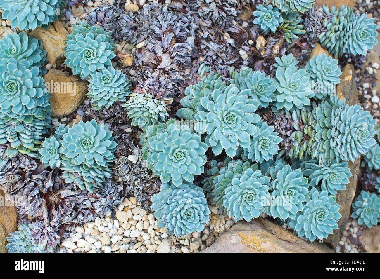 Decorative succulent plant Echeveria cuspidata common name Mexican snow ...