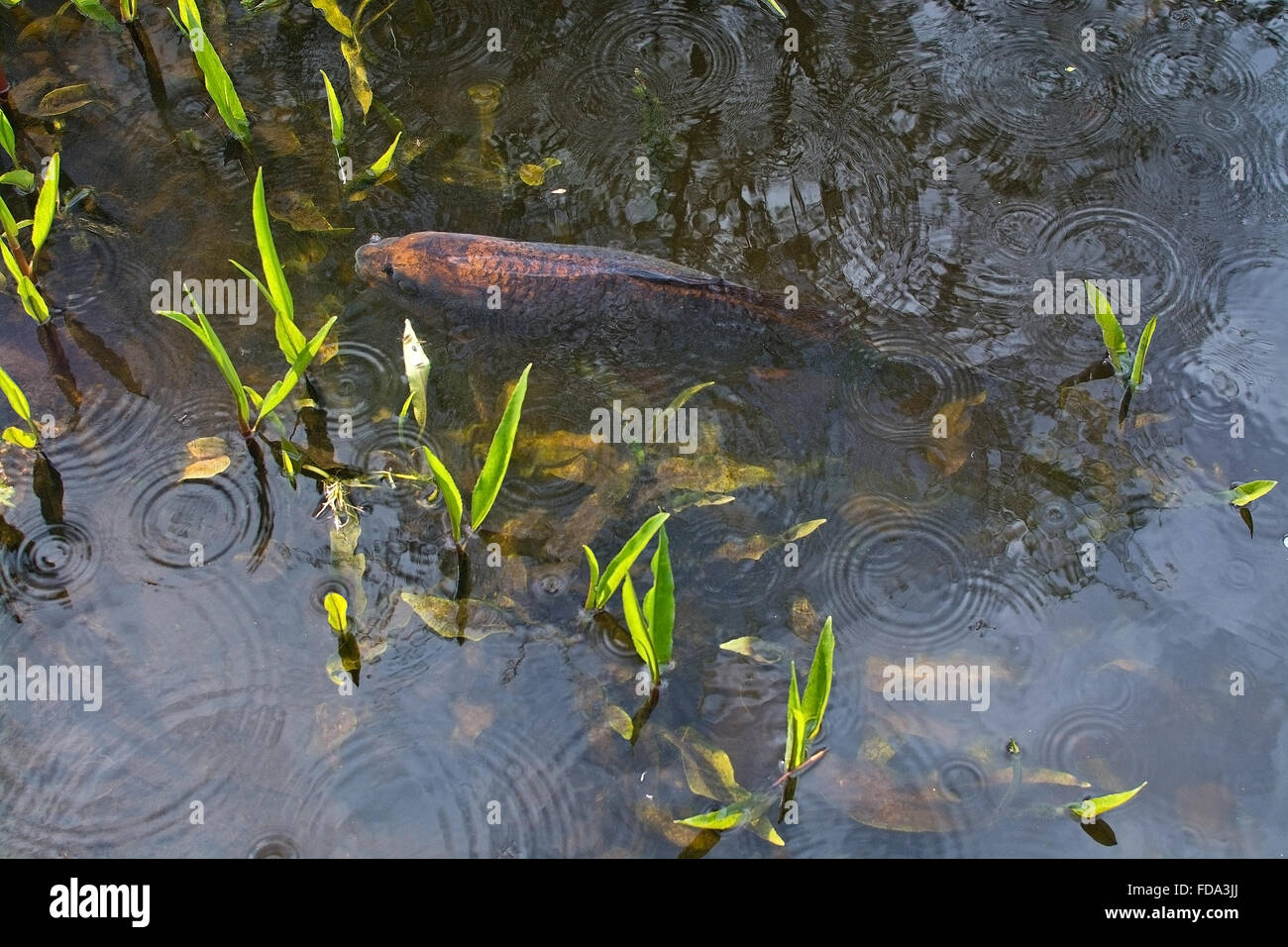 Surface pond fish hi-res stock photography and images - Alamy