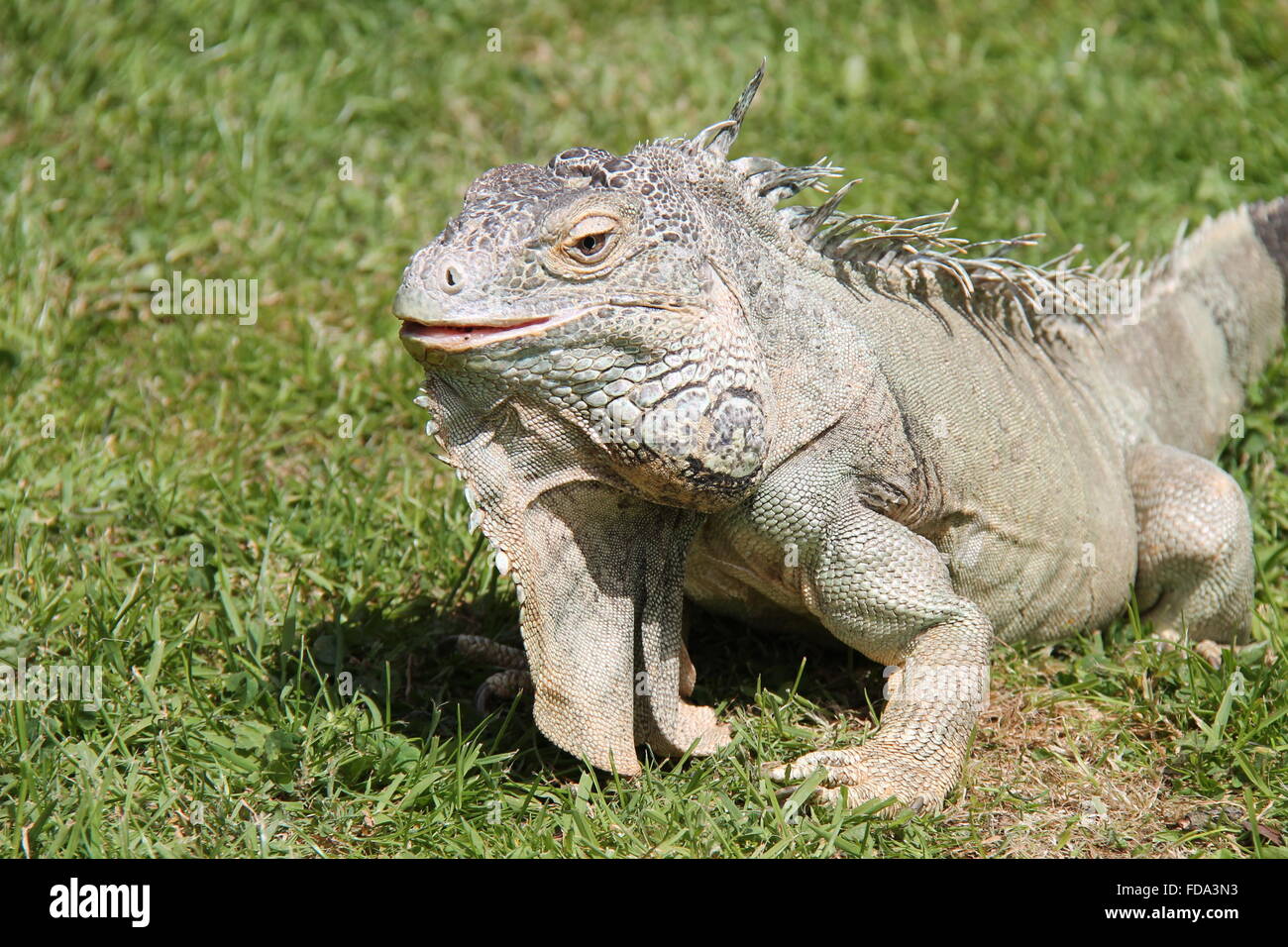 A Beautiful Iguana Reptile Basking in the Sunshine Stock Photo - Alamy