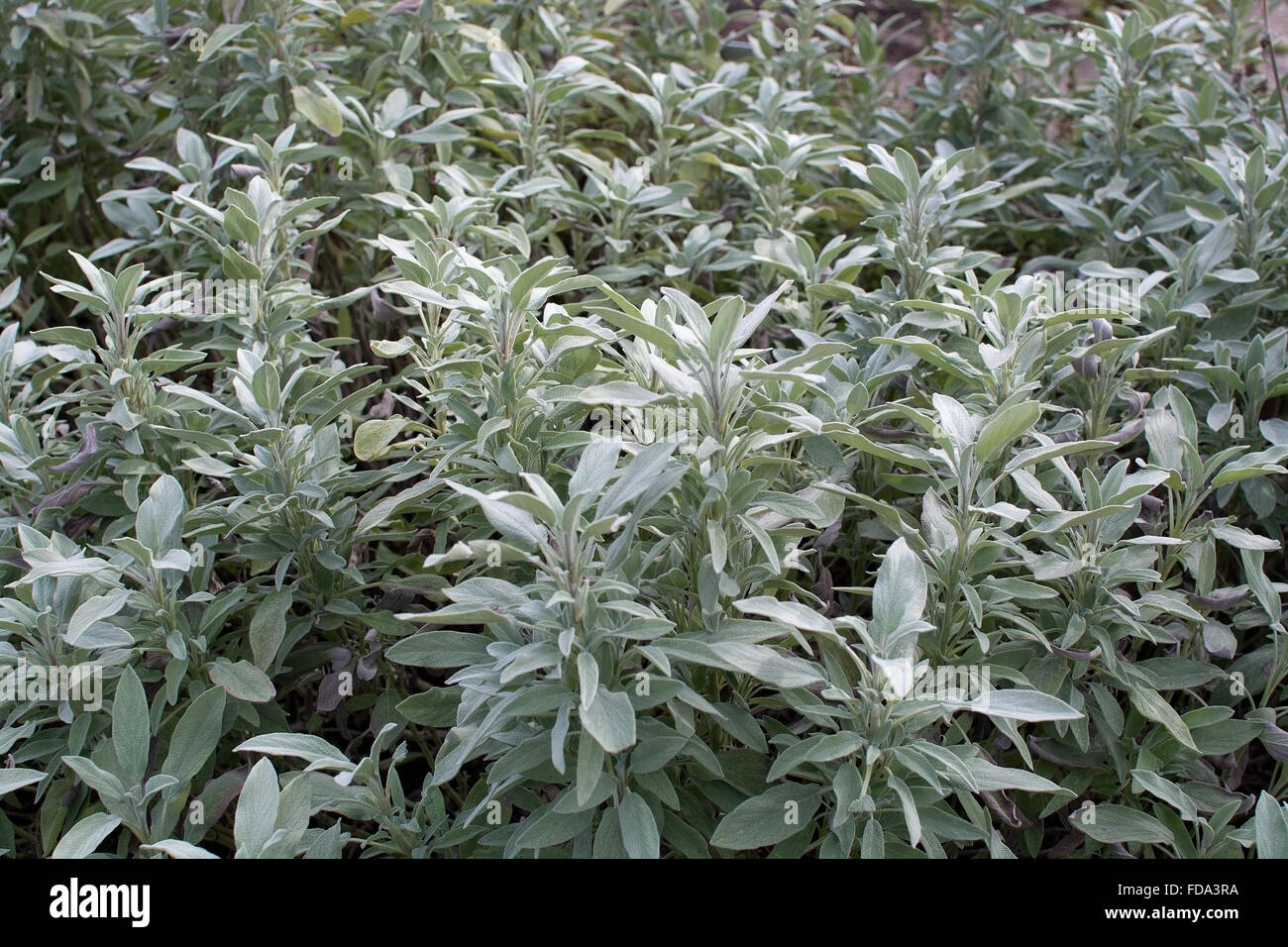 Salvia officinalis plant with soft leaves full frame Stock Photo - Alamy