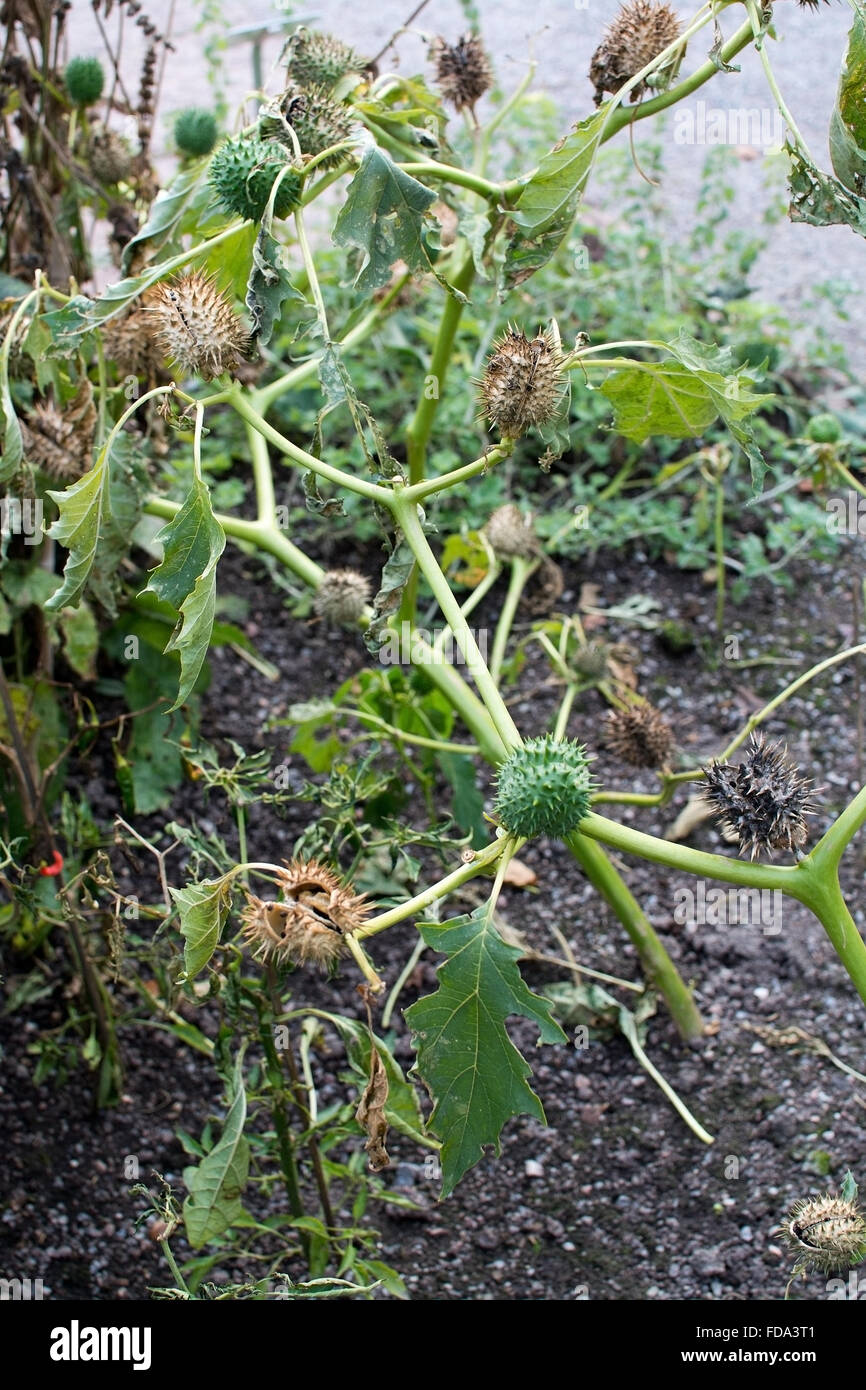Thorn apple weed Datura stramonium plant in autumn. Other common names ...