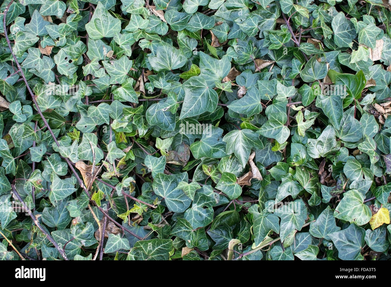 Common ivy or English ivy Hedera helix green leaves full frame Stock ...