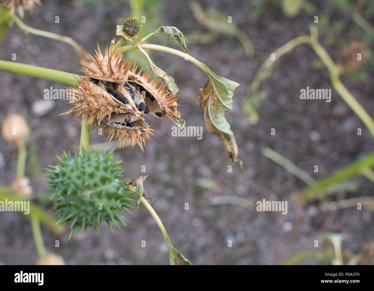 Thorn apple weed Datura stramonium plant in autumn. Other common names ...