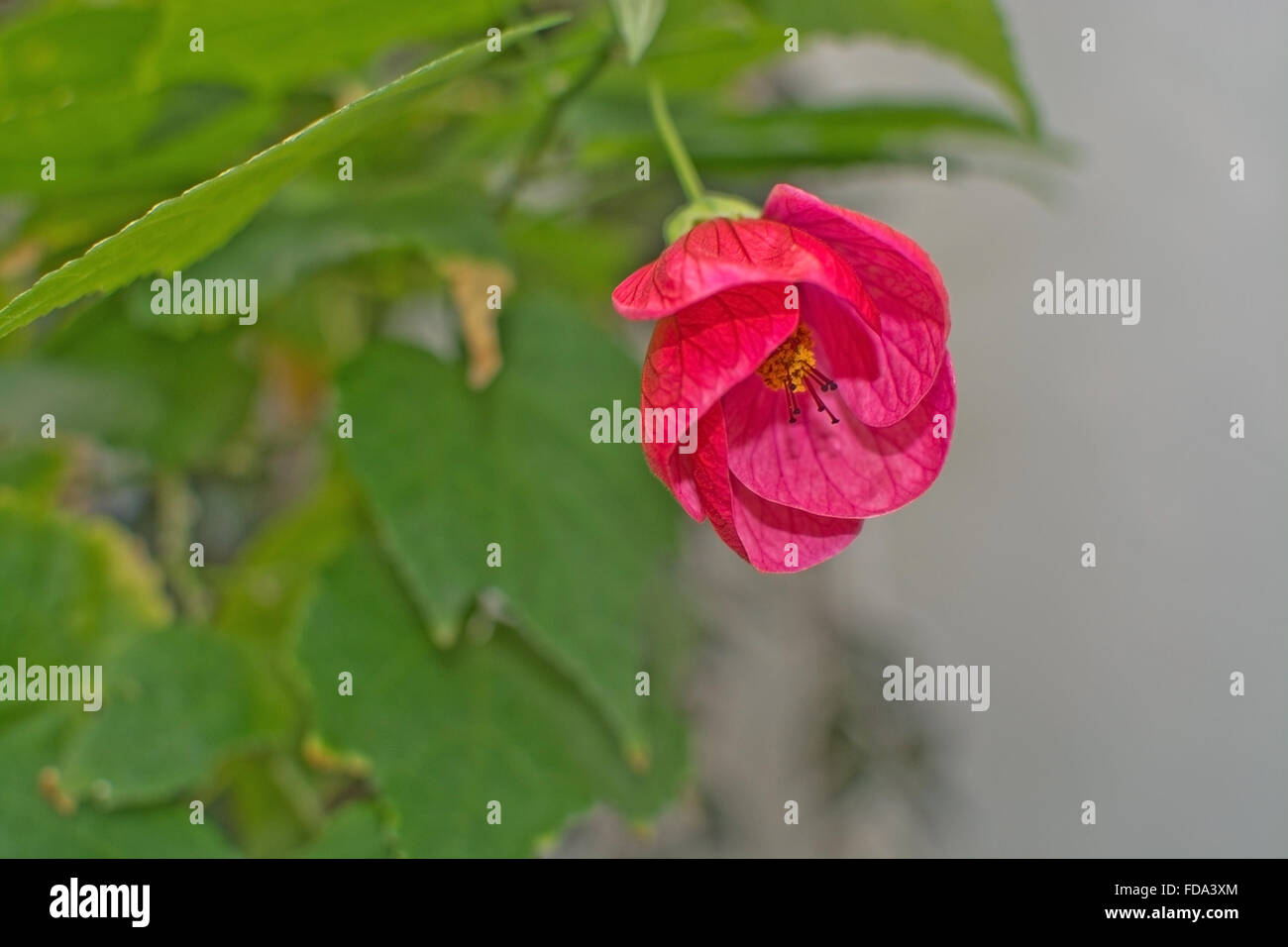 Red malva flower Malvacaeae closeup and green leaves Stock Photo - Alamy