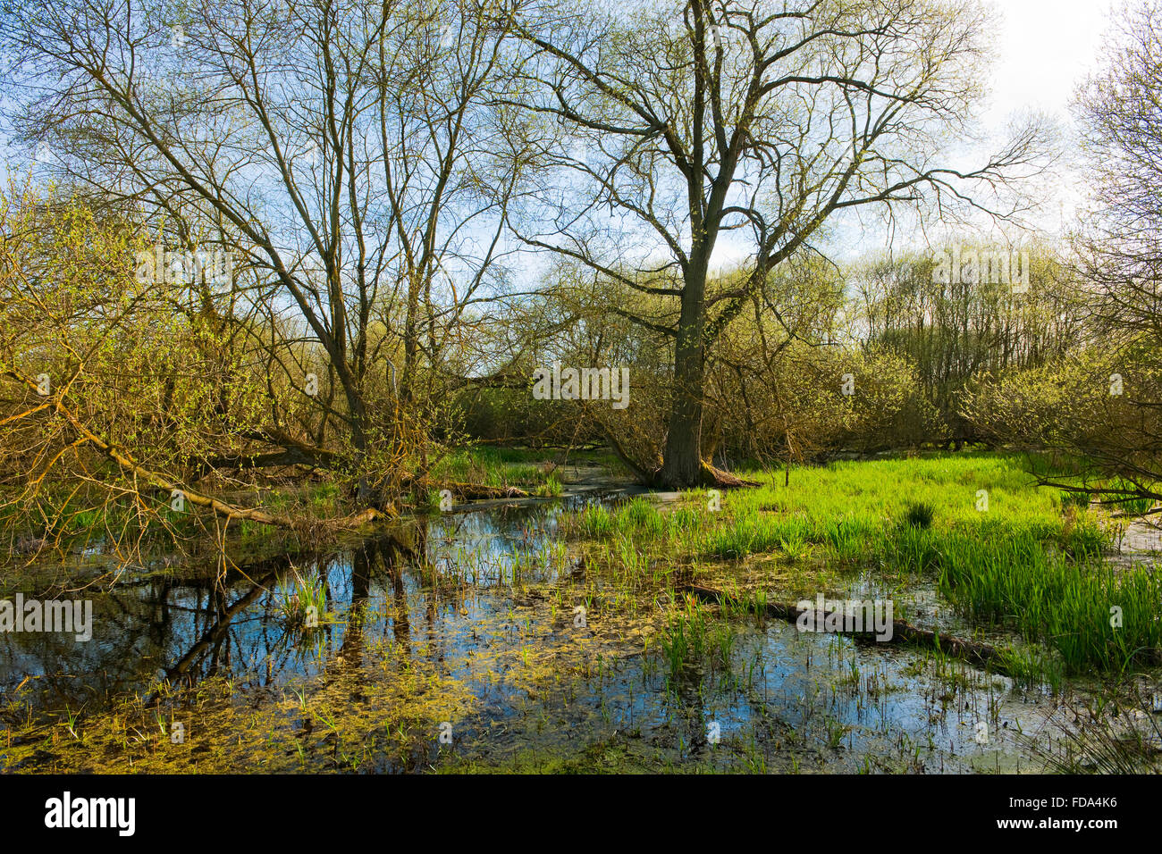 Softwood floodplain with willow (Salix sp.) trees in spring, Drömling ...