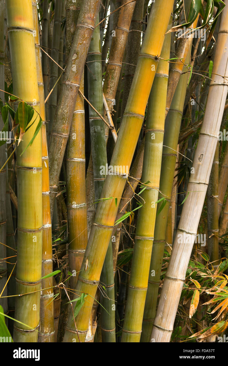 Mauritius, Mahebourg, large bamboo in Biscuiterie Rault Manioc Tapioca ...