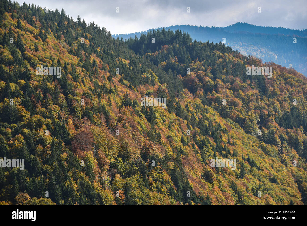 Todtnauberg hi-res stock photography and images - Alamy