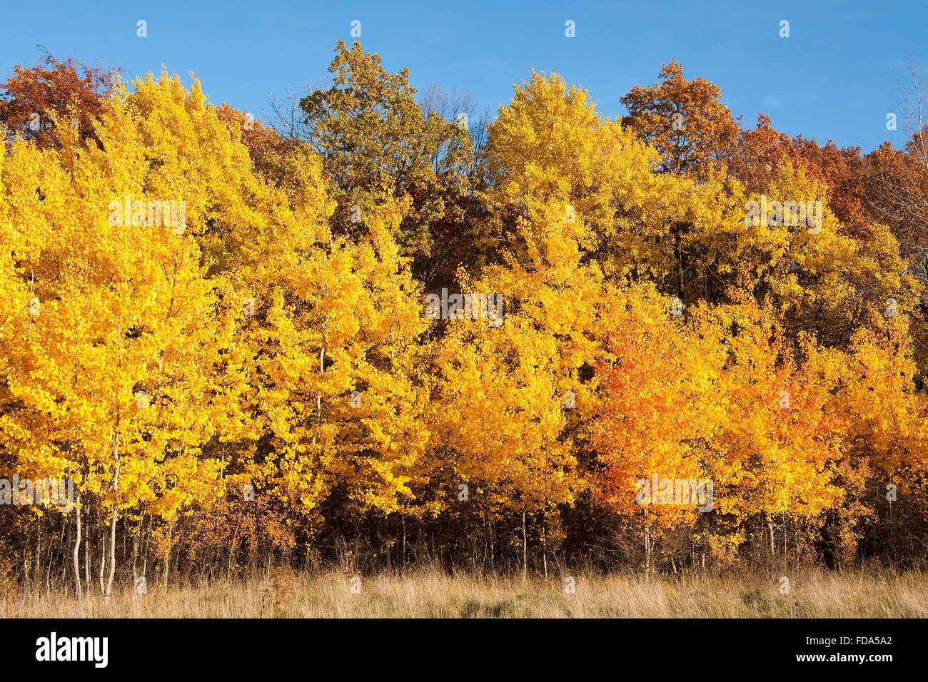 Populus forest hi-res stock photography and images - Alamy