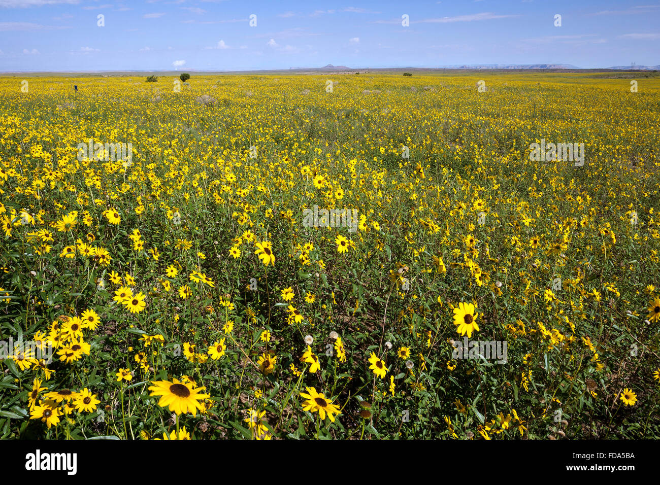 Field with prairie sunflowers (Helianthus petiolaris), Utah, USA Stock ...