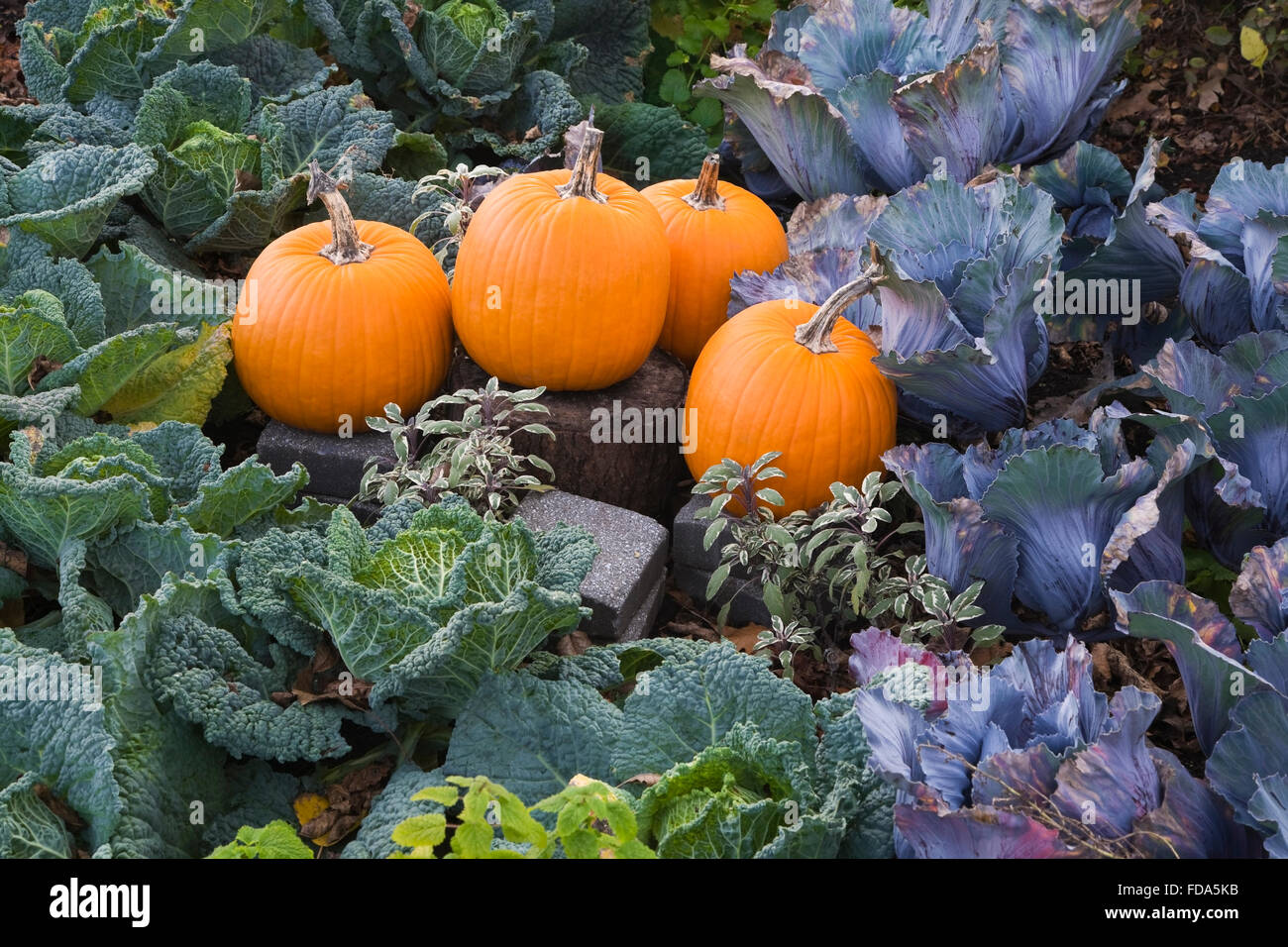 Cucurbita sp hi-res stock photography and images - Alamy