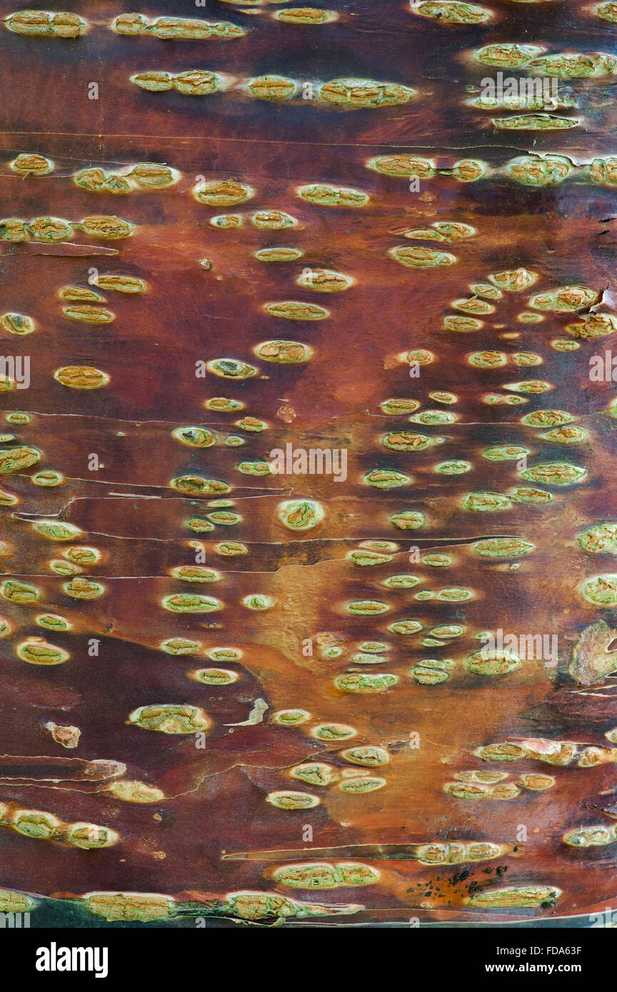 Prunus Rufa. Himalayan cherry tree bark Stock Photo - Alamy