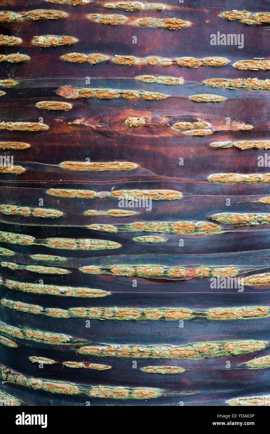 Cherry wood bark texture background hi-res stock photography and images ...