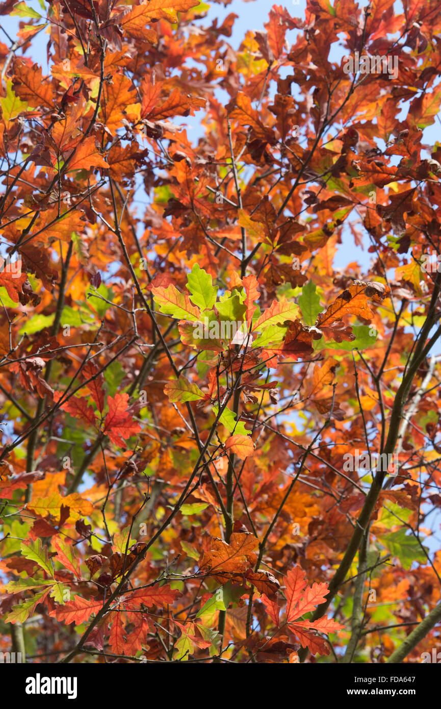 Northern red oak leaves hi-res stock photography and images - Alamy
