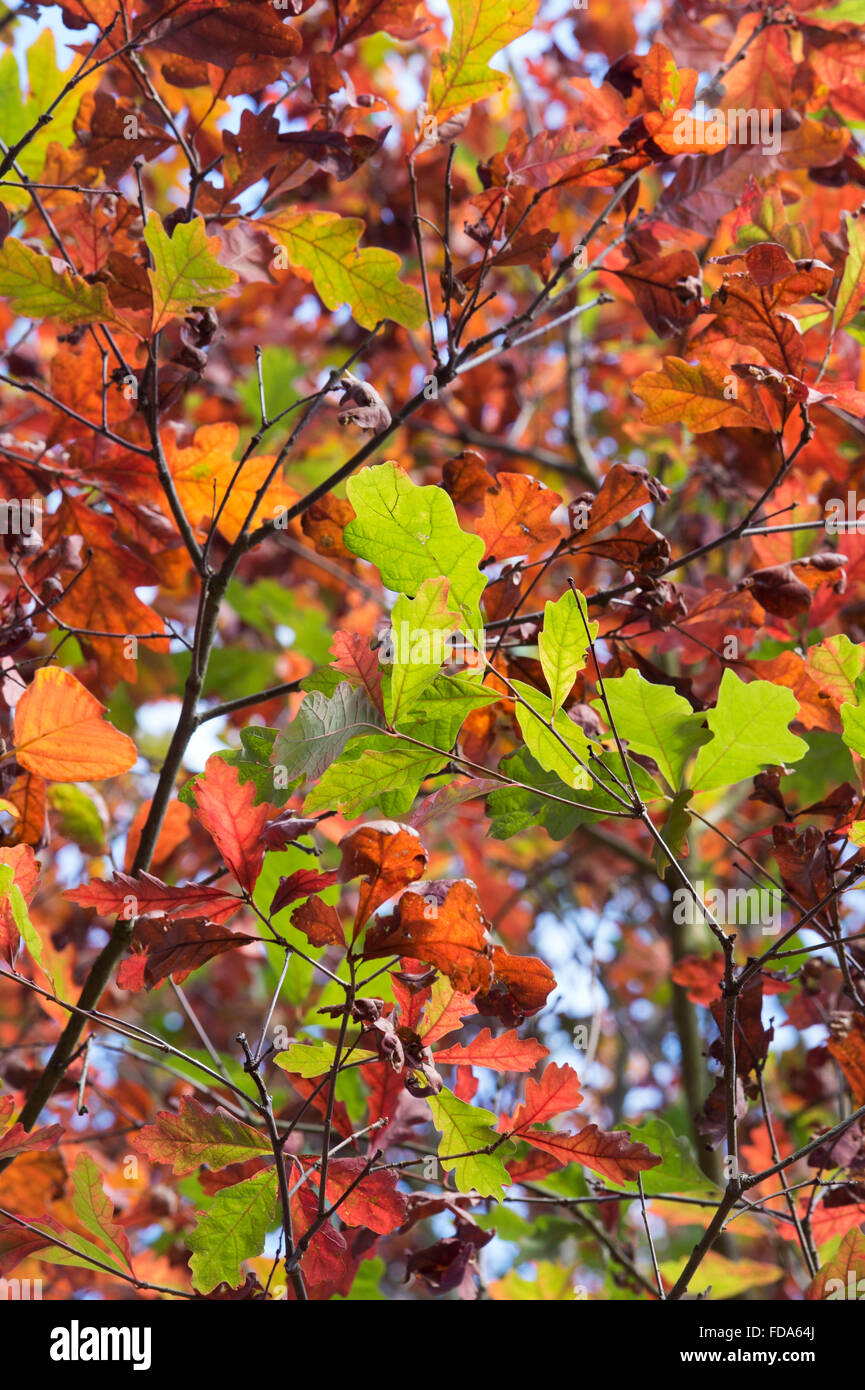 Quercus ellipsoidalis. Northern pin oak leaves in autumn Stock Photo ...