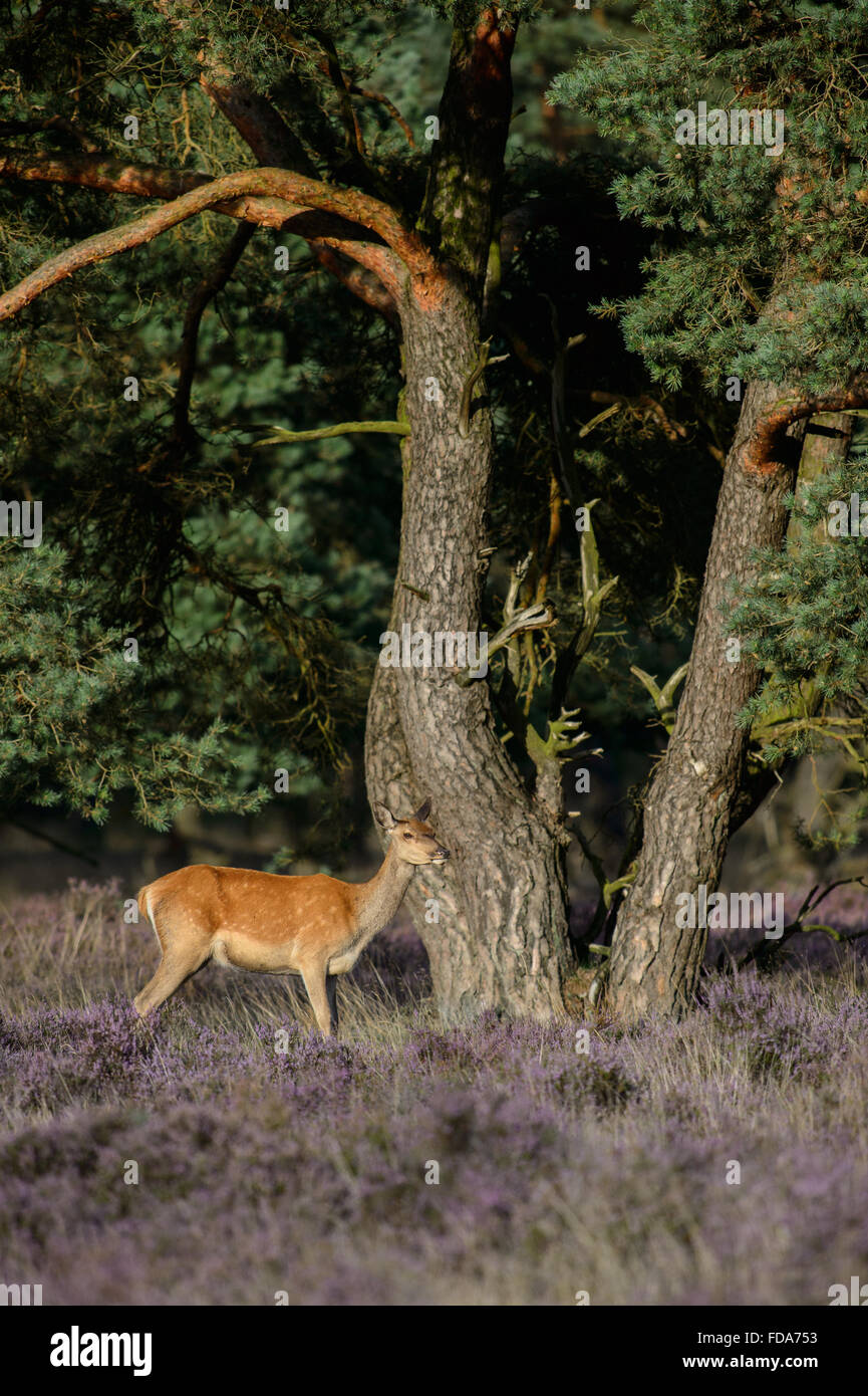 Red deer doe in blooming heather nest to a pine tree Stock Photo - Alamy