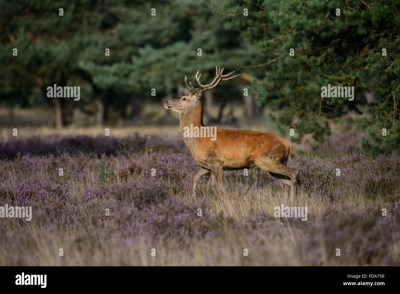 Red der stag with small antlers, in a field with blooming purple ...