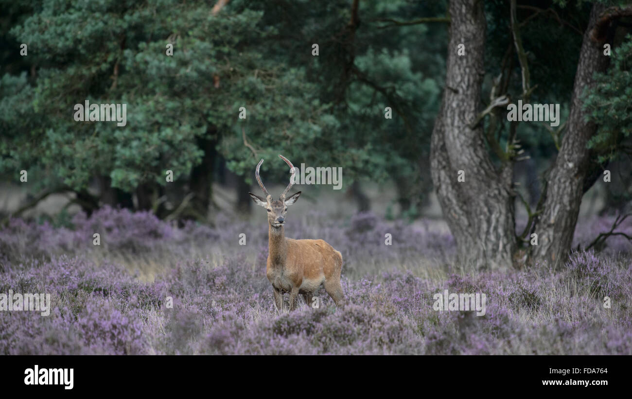 Red der stag with small velvet antlers, in a field with blooming purple ...