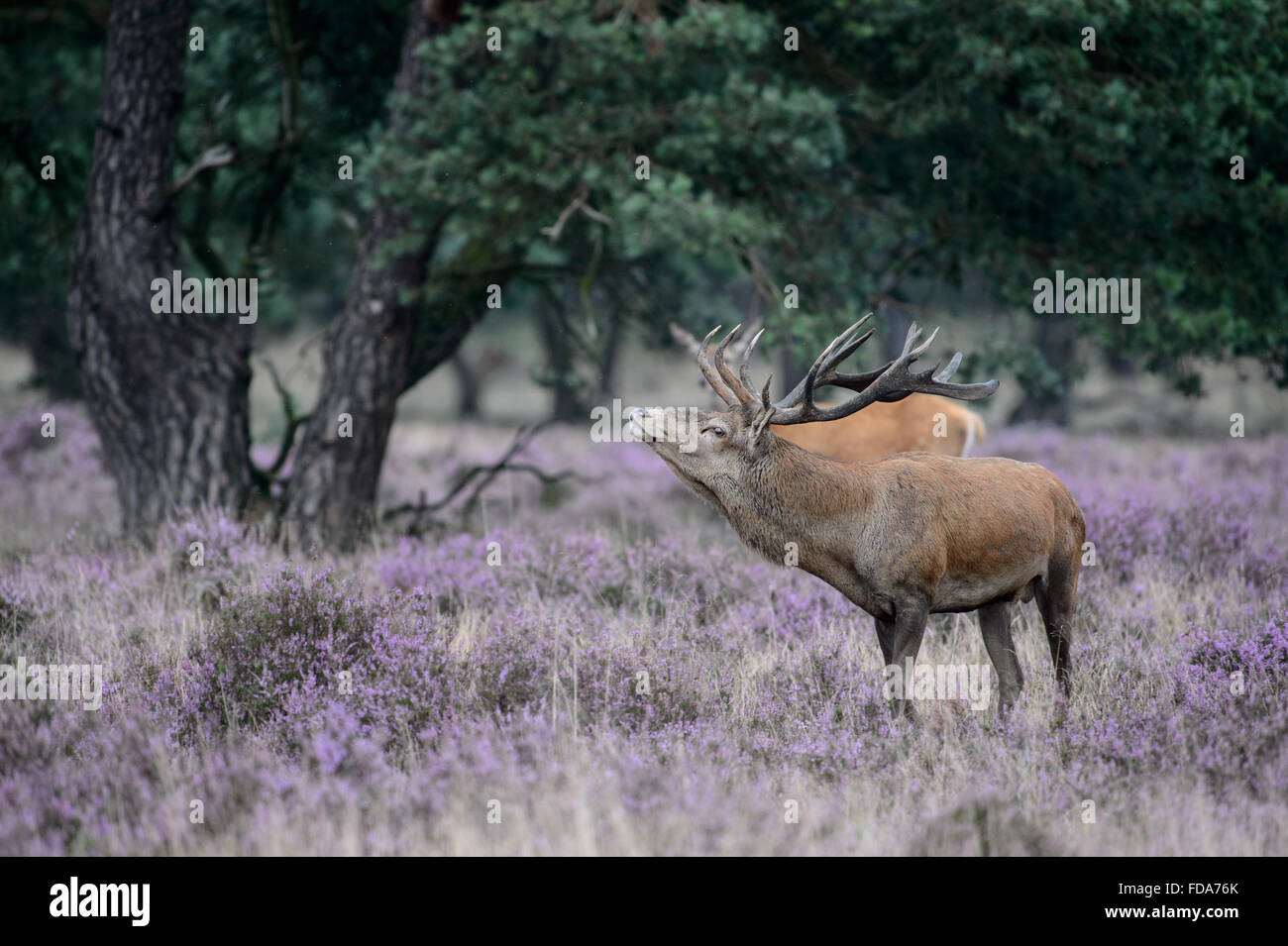 Red deer stag with large antlers, in rutting season, impressive ...