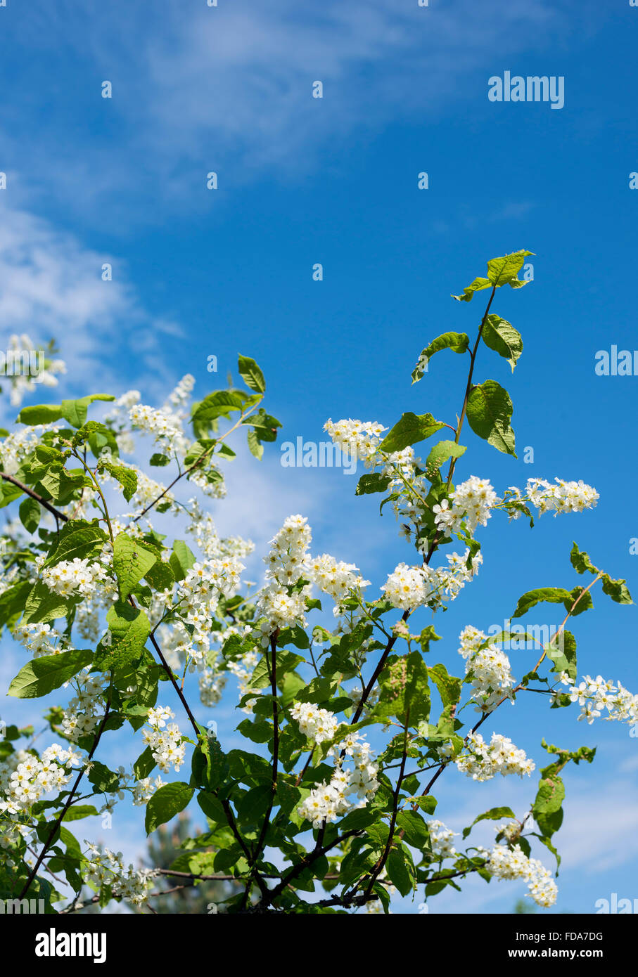 Blooming bird cherry Stock Photo - Alamy