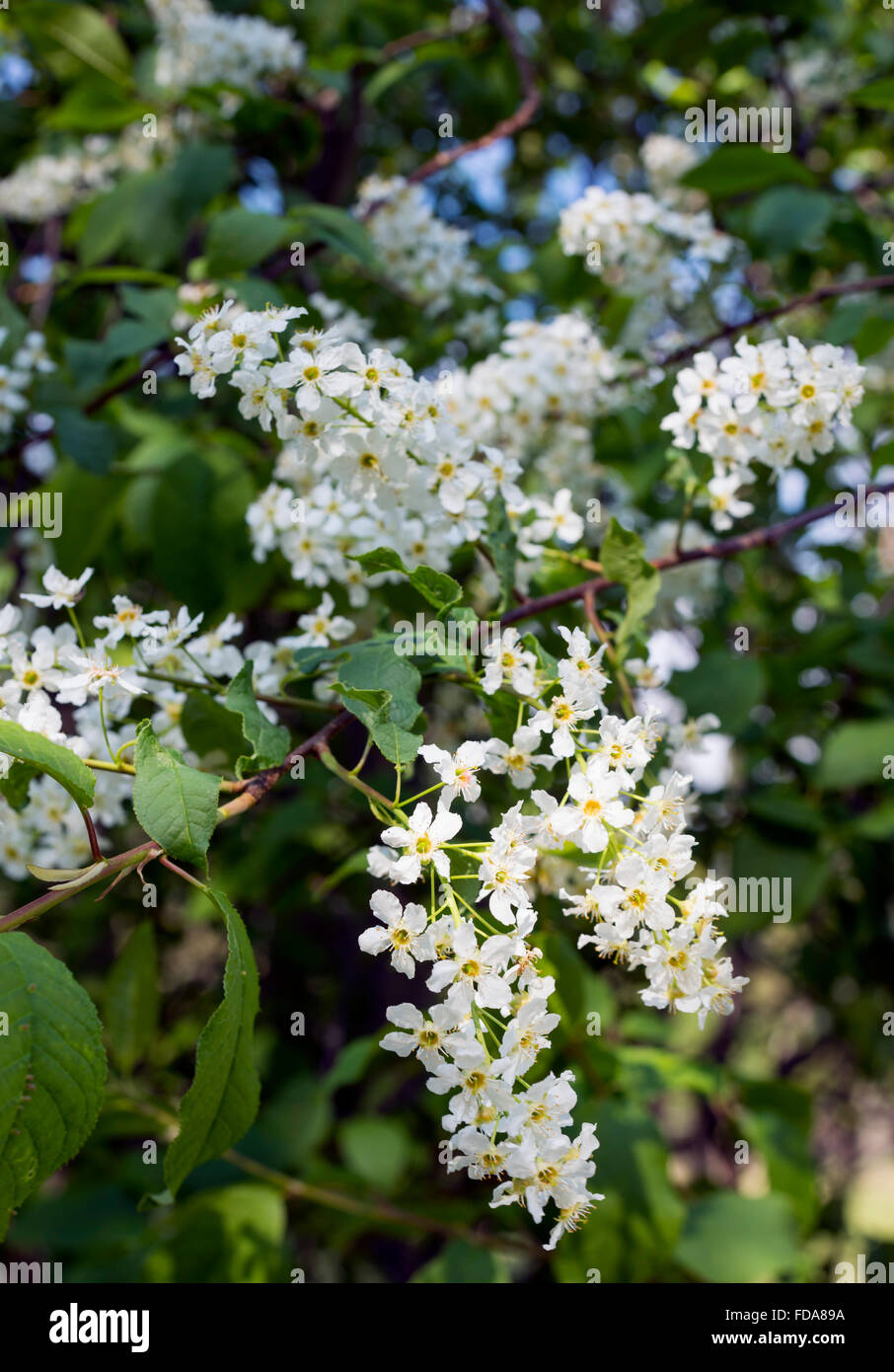 Blooming bird cherry hi-res stock photography and images - Alamy