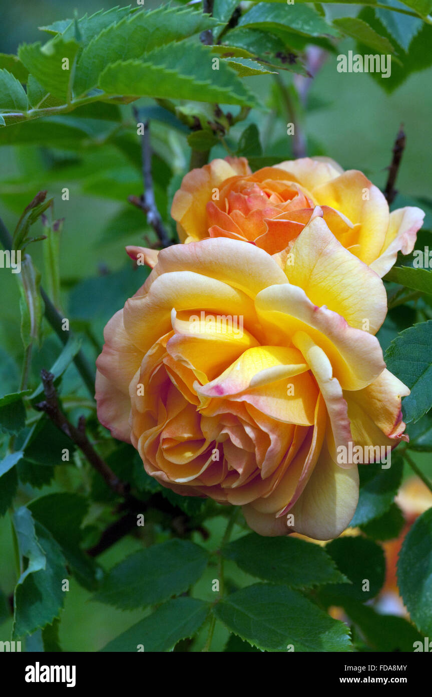 Strauchrose hi-res stock photography and images - Alamy