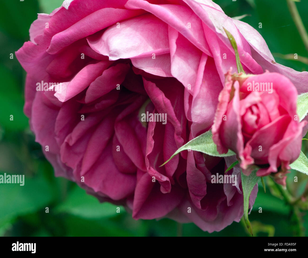 Strauchrose, Pink Grootendorst Stock Photo - Alamy