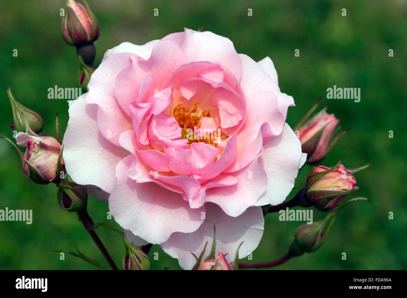 Ornamental rose rosa rosario hi-res stock photography and images - Alamy