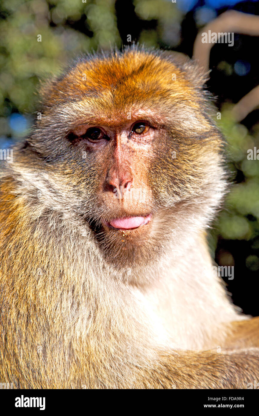 old monkey in africa morocco and natural background fauna close up ...