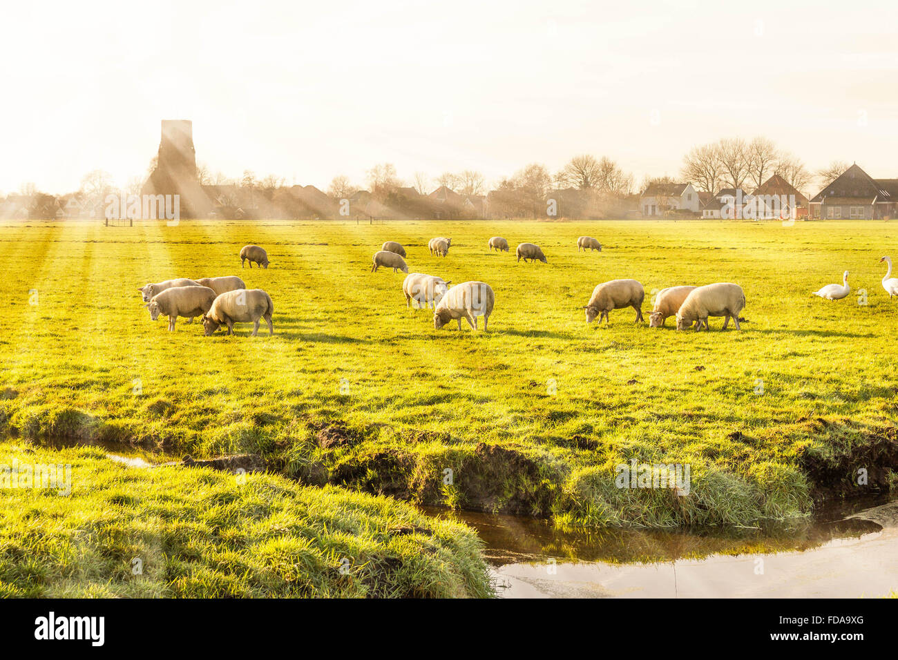 Rural holland hi-res stock photography and images - Alamy