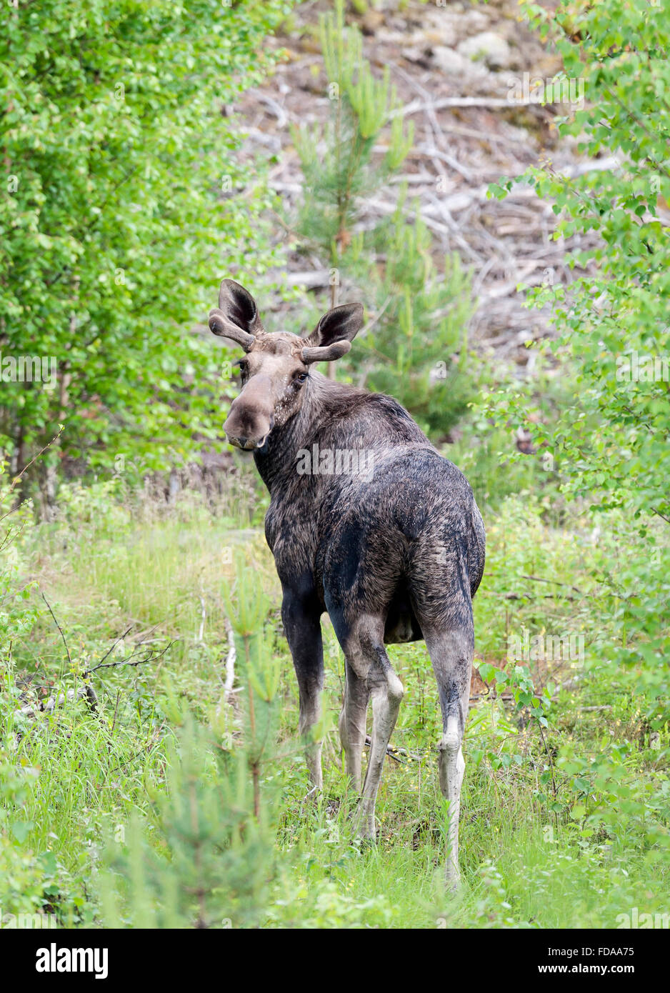 Bull elk alces sweden hi-res stock photography and images - Alamy