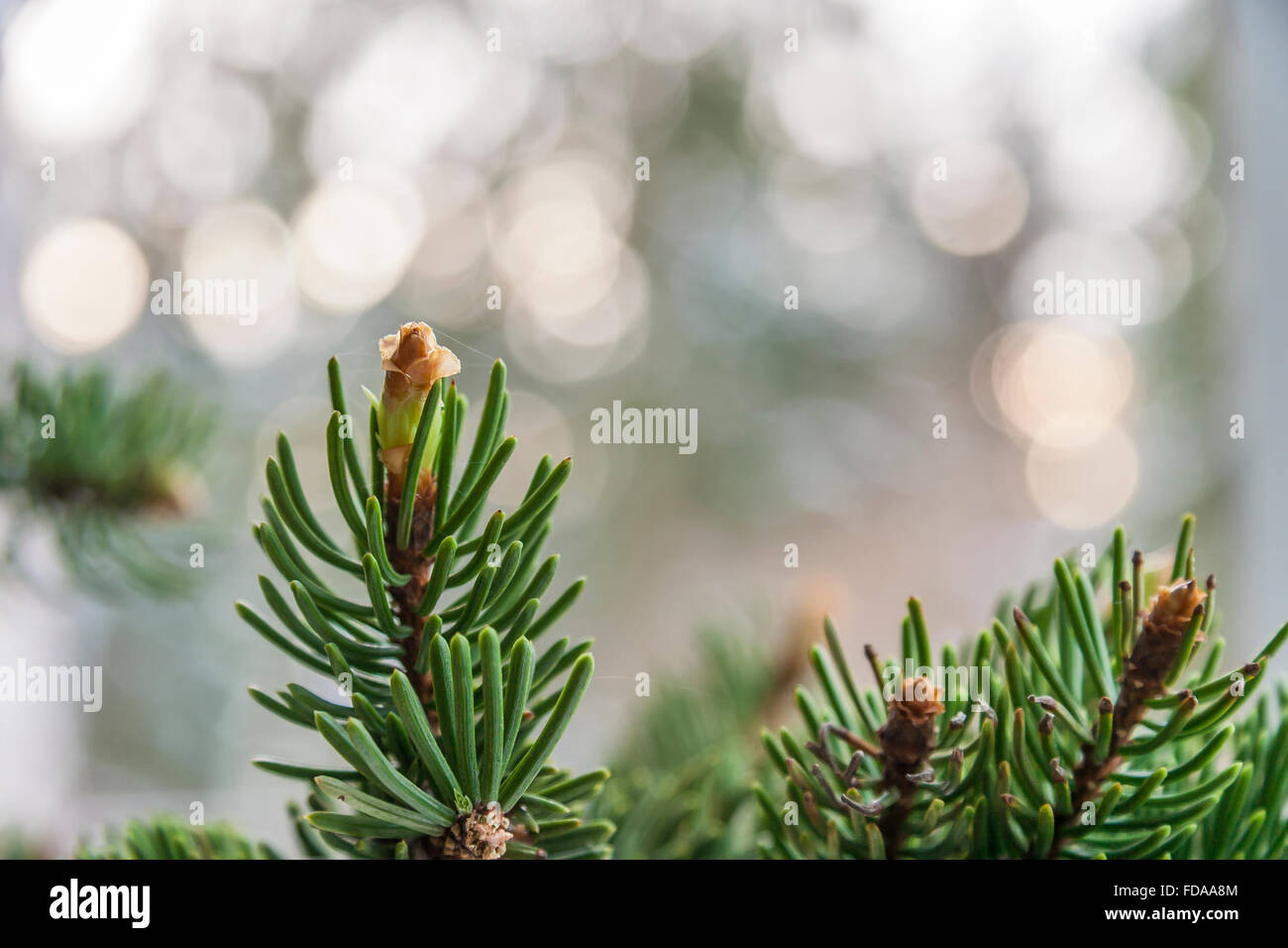 Spruce tree branch close hi-res stock photography and images - Alamy