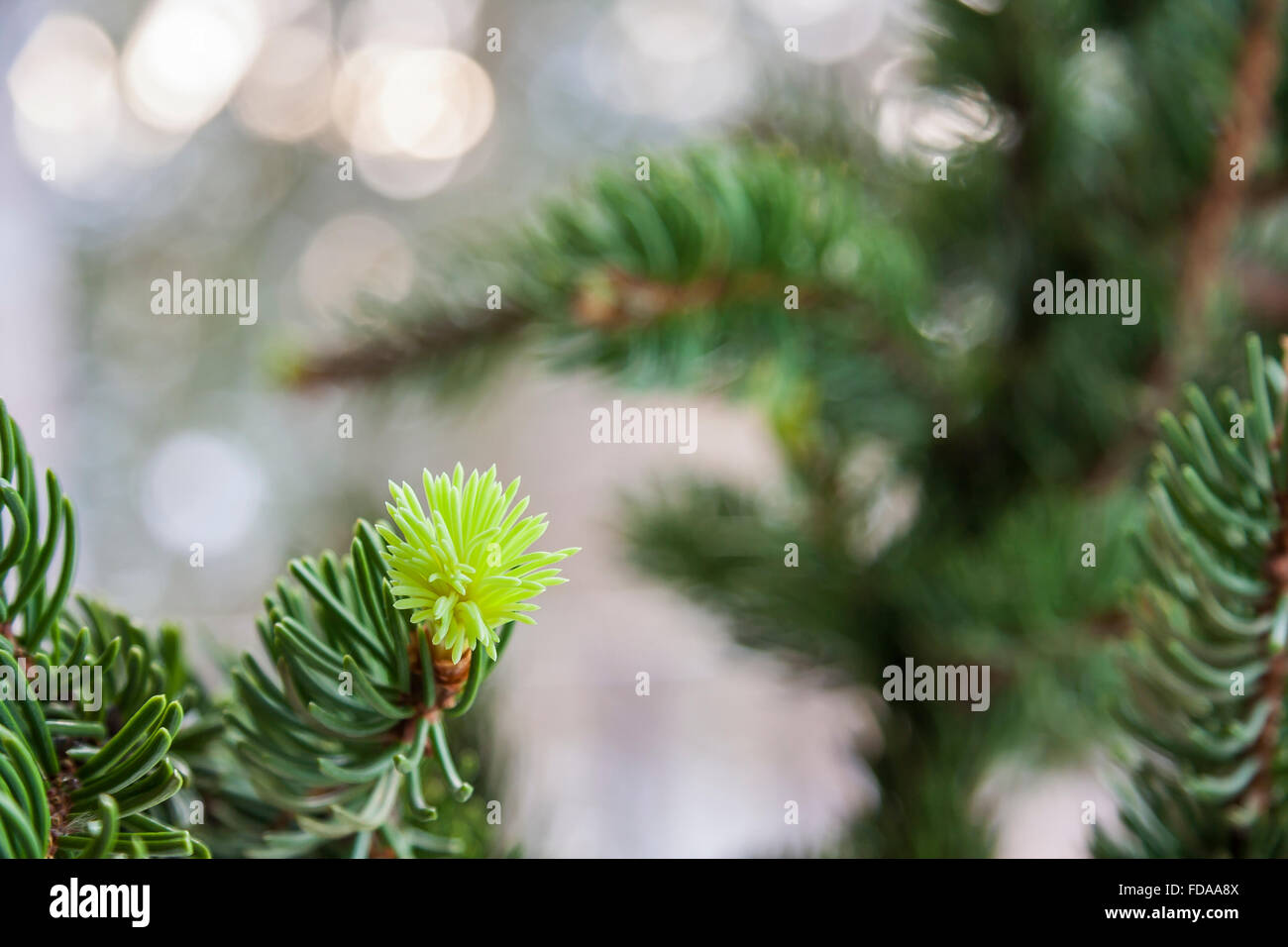 Bud spruce hi-res stock photography and images - Alamy