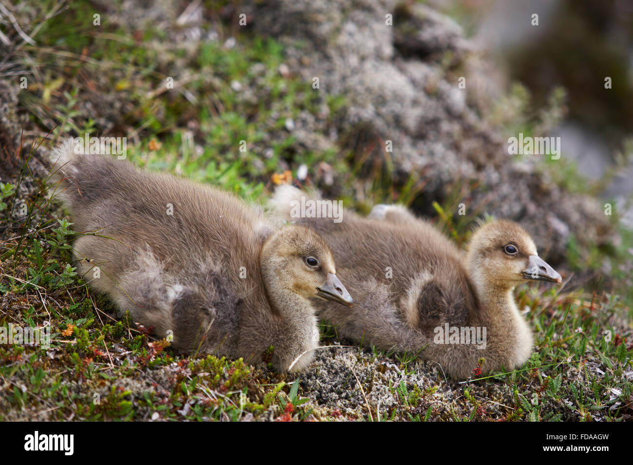 Icelandic eider ducklings. Couple on the ground Stock Photo - Alamy