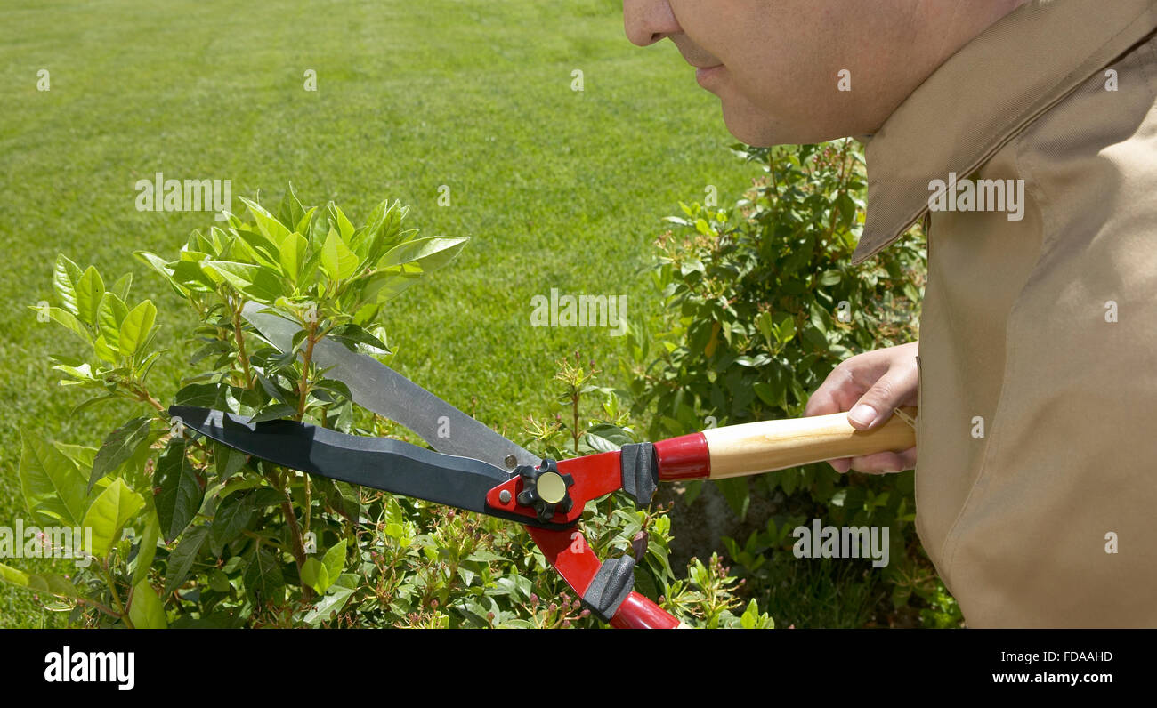Gardener cutting a green plant. Horizontal Stock Photo - Alamy