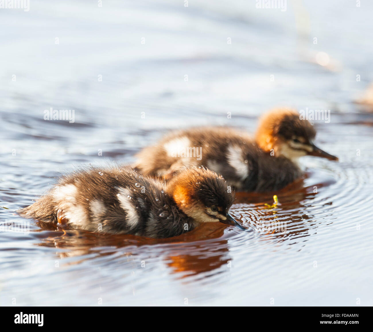 Juvenile red-breasted mergansers, Sweden Stock Photo - Alamy