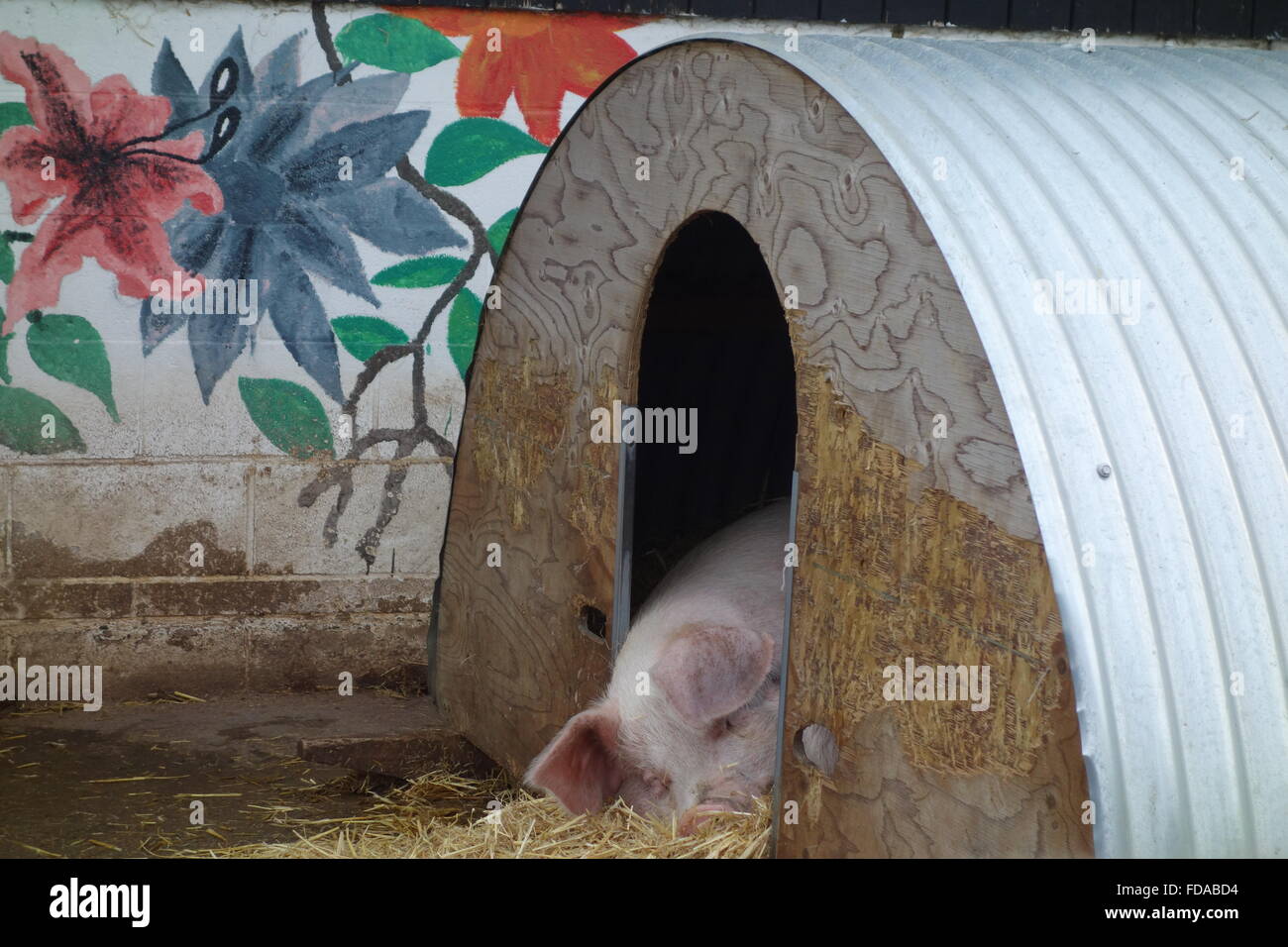 Sleeping Pig, Surrey Docks Farm, Rotherhithe, London UK Stock Photo - Alamy