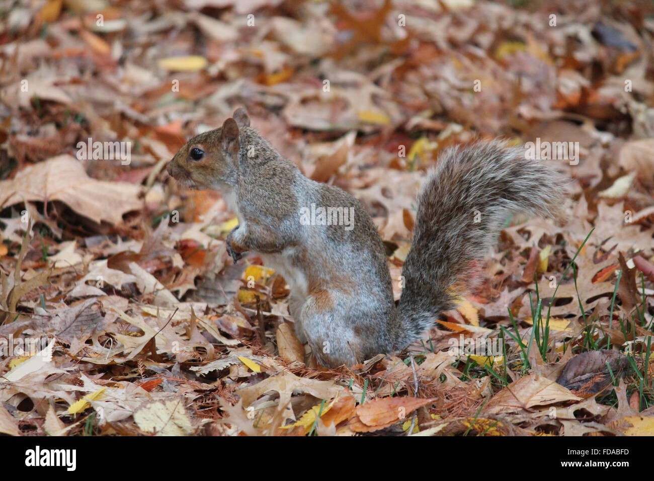 Squirrel, Central Park, New York City, New York, USA Stock Photo - Alamy