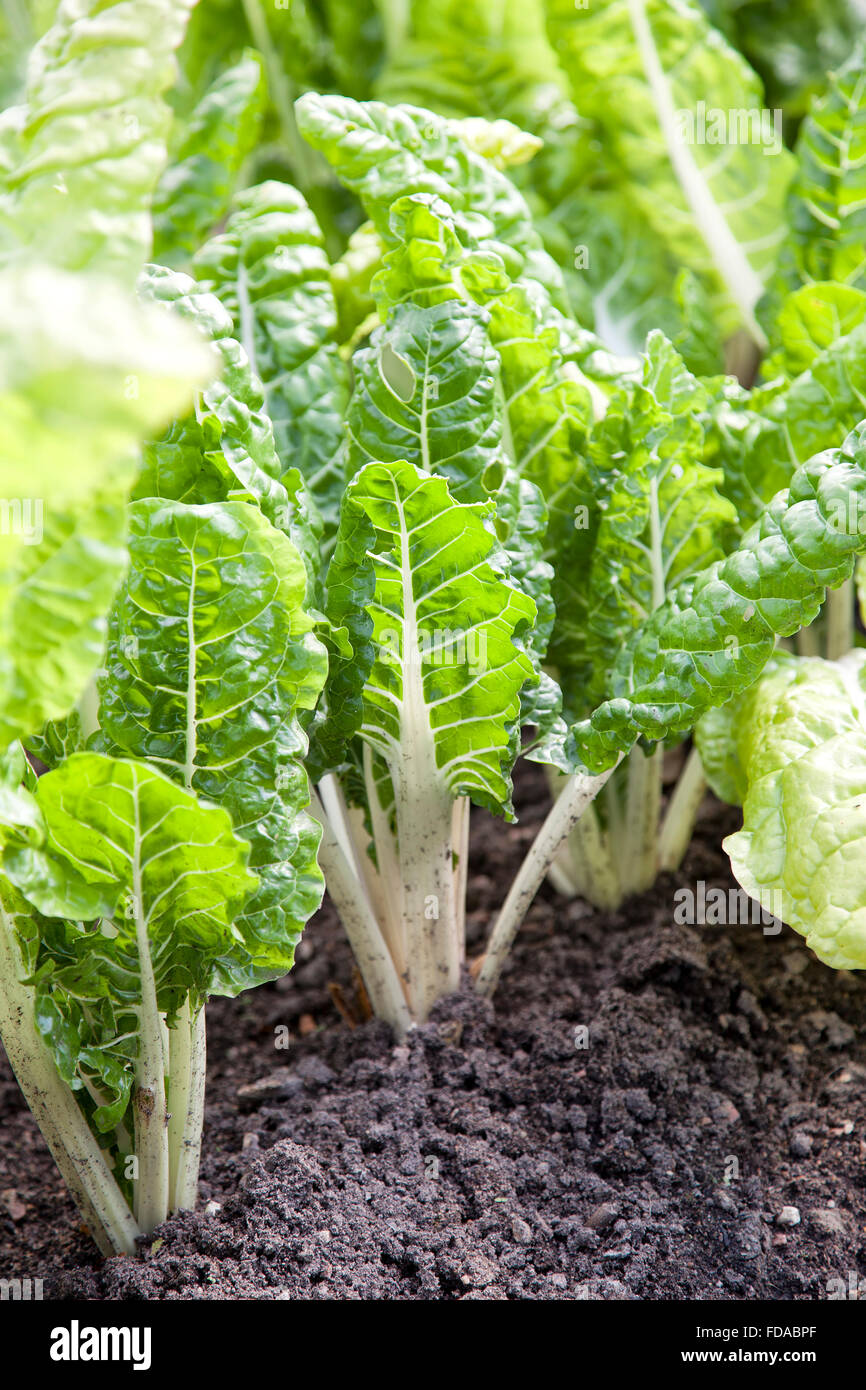 Stalks of beetroot sticking up from the ground in a vegetable patch ...