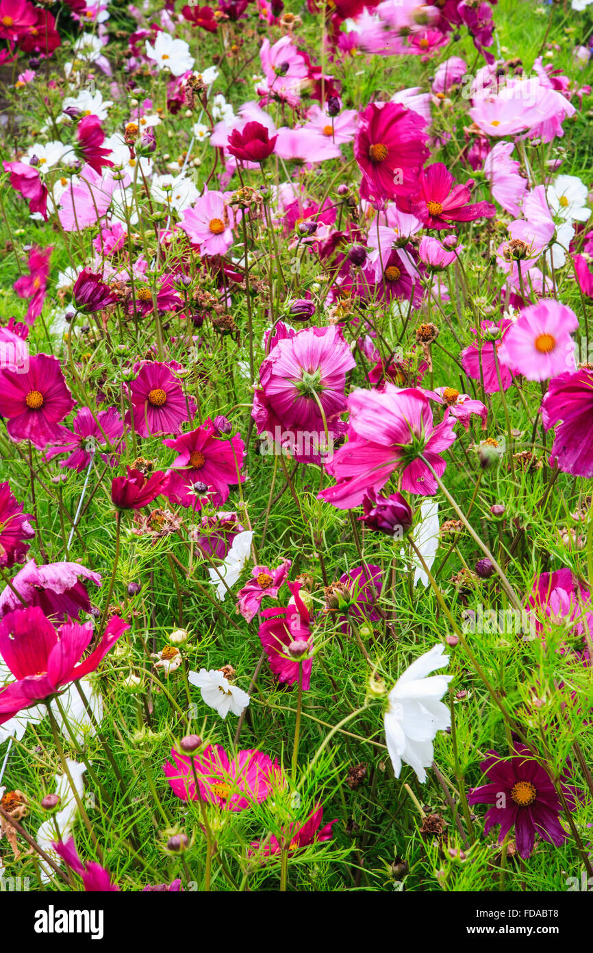 Cosmos flowers hi-res stock photography and images - Alamy