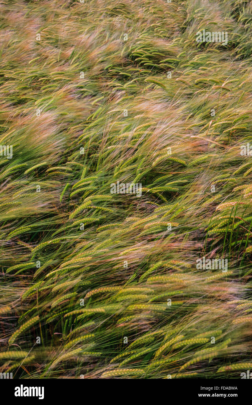 field wheat corn blowing wind breeze uk Stock Photo - Alamy