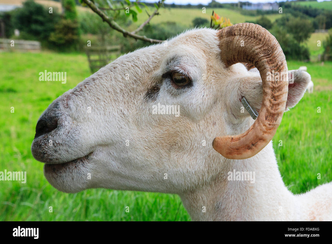 sheep farm green field hogget lamb head horns uk Stock Photo - Alamy